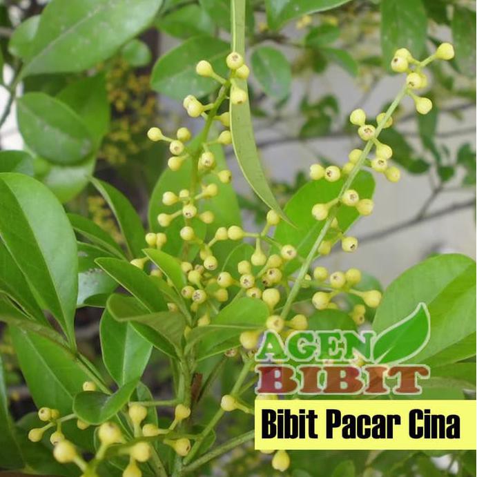 Jual Xx!! Bibit Pohon Culan - Tanaman Pacar Cina - Kemuning Cina ...
