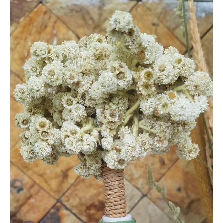 Harga edelweis kering dan vas Terbaru Sep 2025 | BigGo Indonesia