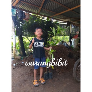 Jual Bibit Tanaman Pule Pandak - Pulai Tanaman Perindang - Herbal Ketinggian 1m Up - Harga Murah ...