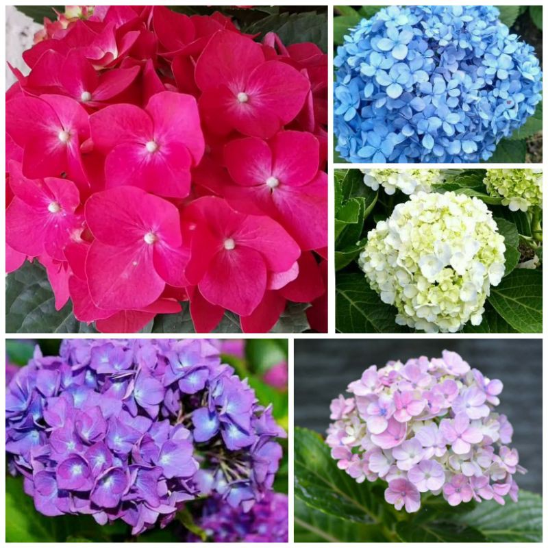 Jual Bibit Tanaman bunga Pancawarna - Hydrangea atau Hortensia Siap ...