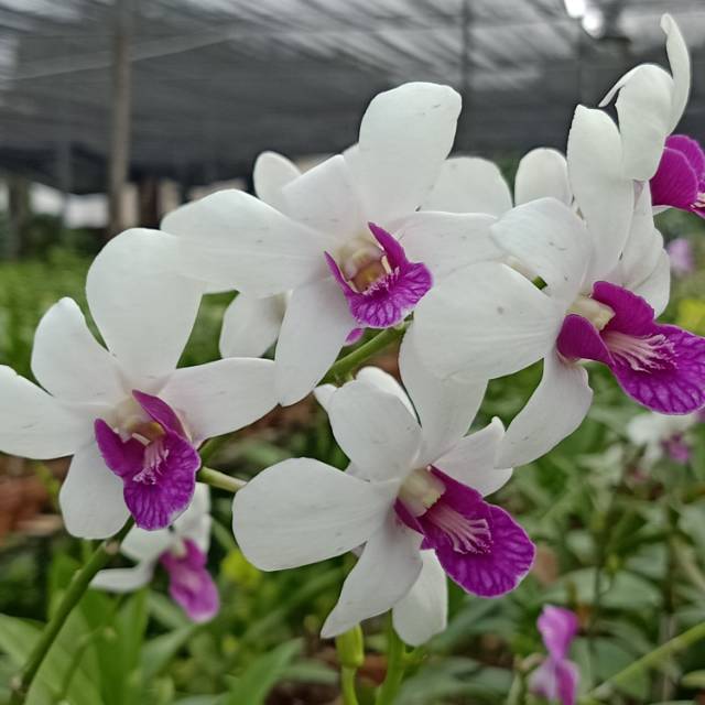 Jual Anggrek dendrobium | Shopee Indonesia