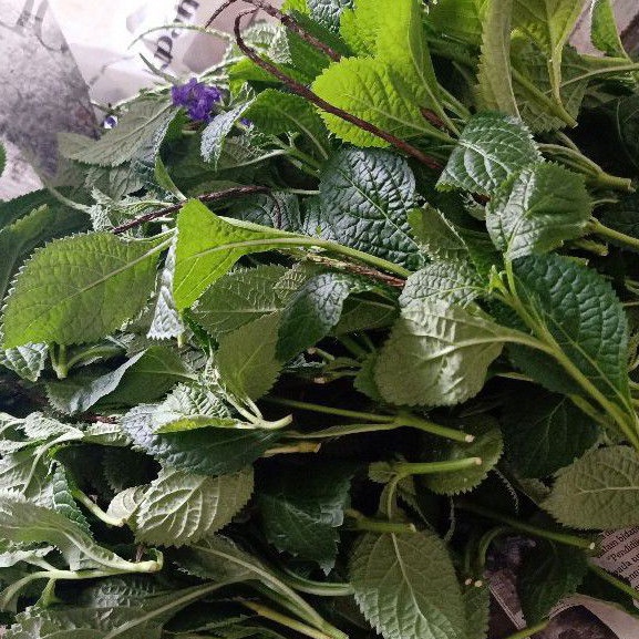 Jual Daun pecut kuda atau jarong segar per 1 kg | Shopee Indonesia