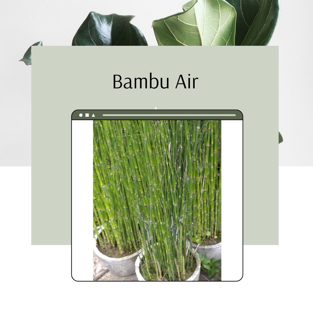 Jual Tanaman Hias Bambu Air Pohon Bambu Hias Bambu Air Hias Indonesia ...