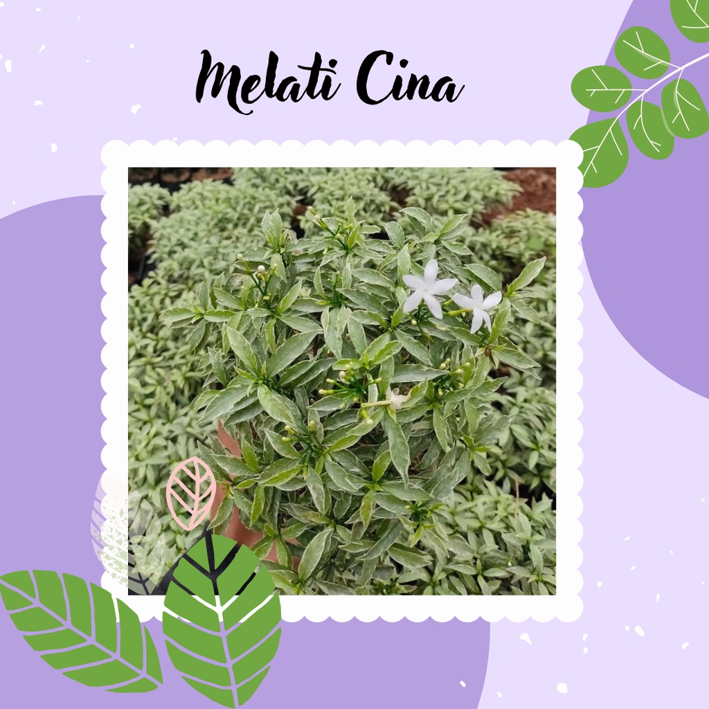 Jual Tanaman Bunga Melati Cina Rombusa Bibit Rombusa Tanaman Melati ...