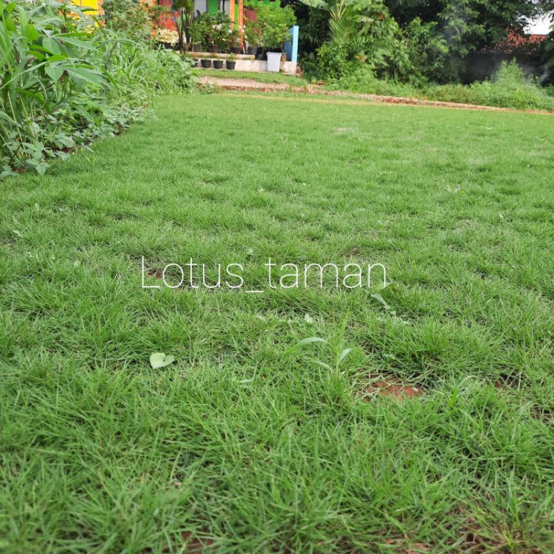 Jual Rumput hidup rumput jepang/rumput peking 1 meter persegi. | Shopee ...