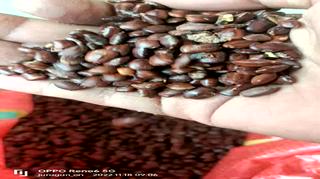 Jual Biji Trembesi//keduh berkualitas berat 1 kilo | Shopee Indonesia