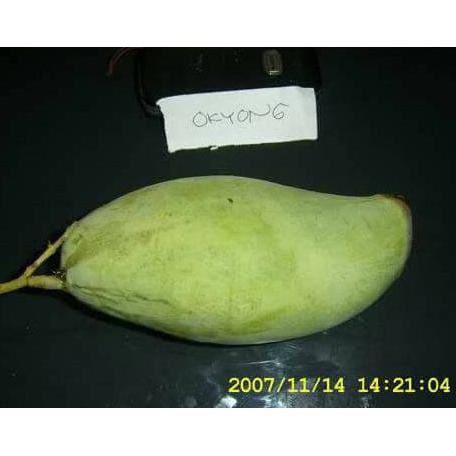 Jual TERL@R1S BIBIT MANGGA OKYONG CANTIK MENGHIAS HALAMAN RE5T0CK ...