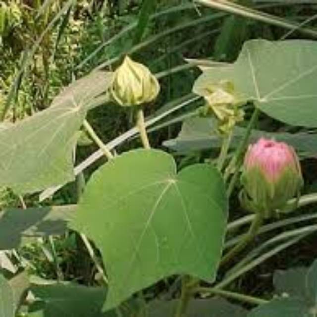 Jual Daun waru segar 50 lembar | Shopee Indonesia Jual Daun waru segar 50 lembar | Shopee Indonesia