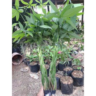 Jual Tanaman Pacira Kepang 9 - Pachira Money Tree TANAMAN PEMBAWA HOKI ...