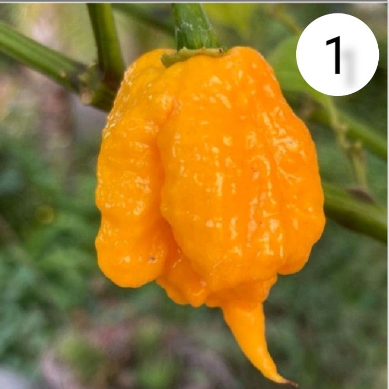 Jual Cabe Carolina Reaper Orange Bebih cabai Terpedas di Dunia ...