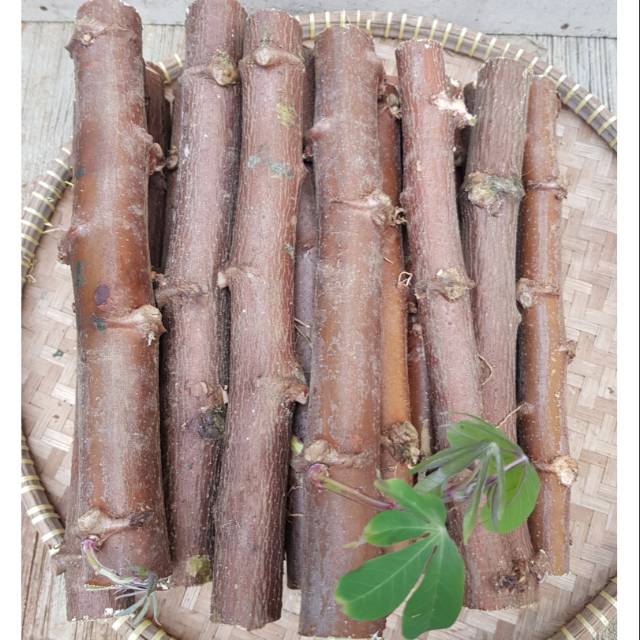 Jual Batang Singkong Mentega / Bibit Singkong 30 cm Indonesia|Shopee ...