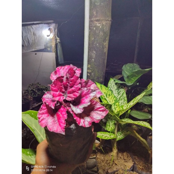Jual begonia reed chili | Shopee Indonesia