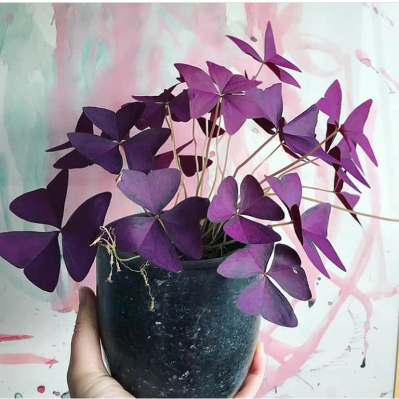 Jual bunga kupu-kupu (Oxalis triangularis) | Shopee Indonesia
