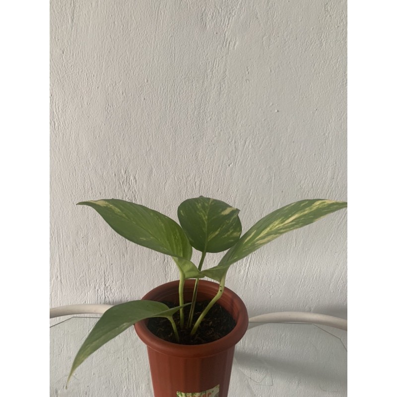 Jual Sirih Gading Variegata Sri Gading Variegata | Shopee Indonesia