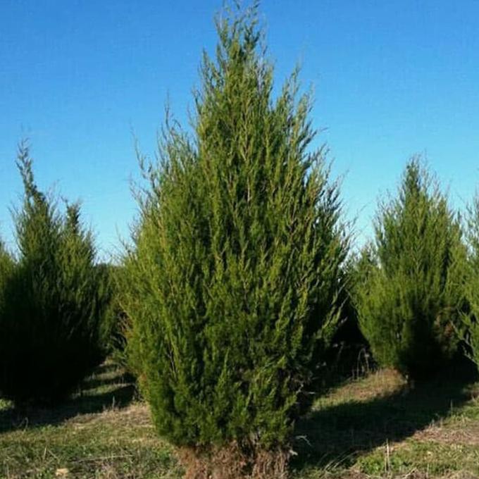Jual Discount Tanaman Cemara Angin Kerucut / Juniperus Virginiana ...