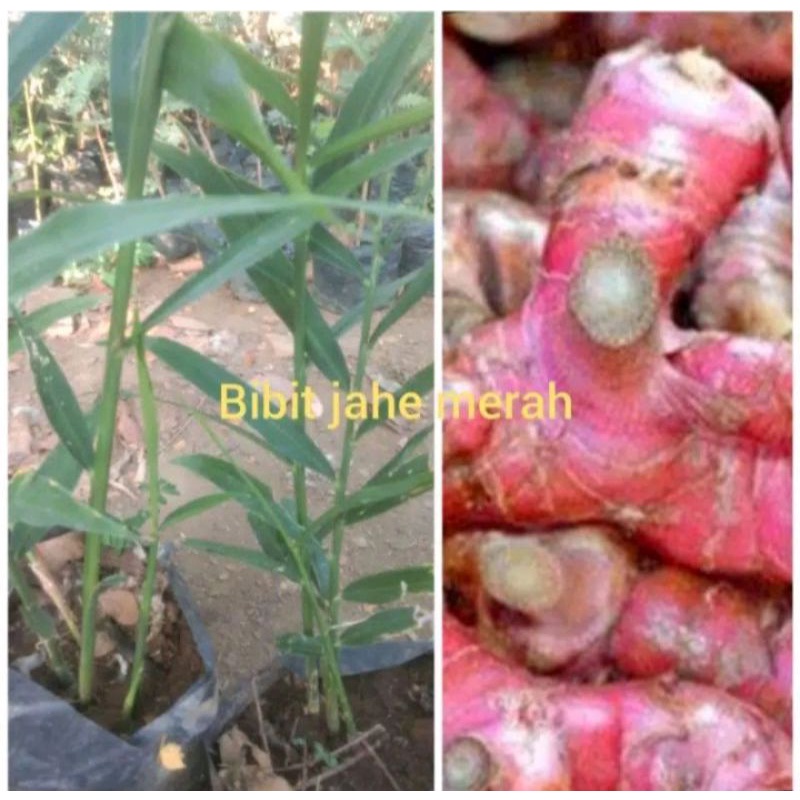 Jual bibit jahe merah original siap tanam dan banyak manfaatnya ...