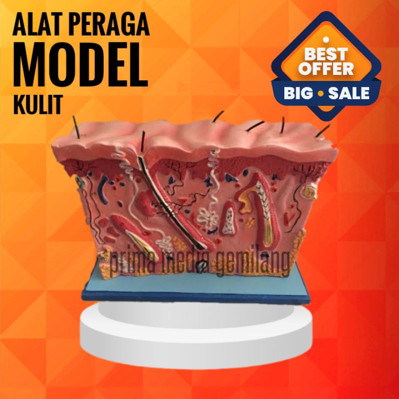 Jual (PROMOOO DIEL) Model Kulit Manusia/Anatomi Kulit/Torso Kulit/Alat ...