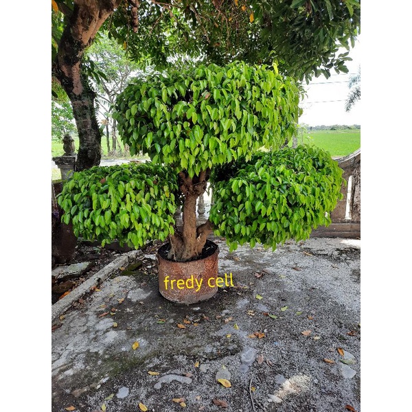 Jual Pohon Beringin | Shopee Indonesia