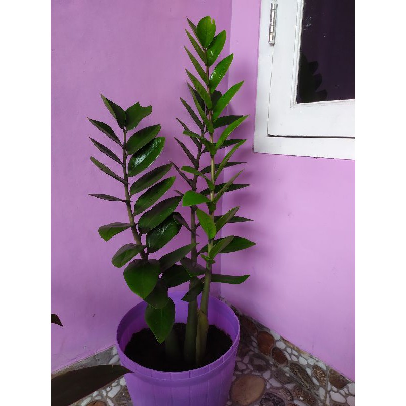 Jual Tanaman dolar zamia - tanaman hias dolar - tanaman ZZ Plant ...