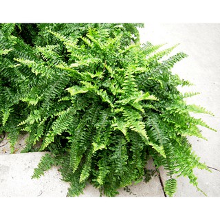 Jual Tanaman Pakis Boston / Boston Fern -Bibit Tanaman HIas Hidup ...