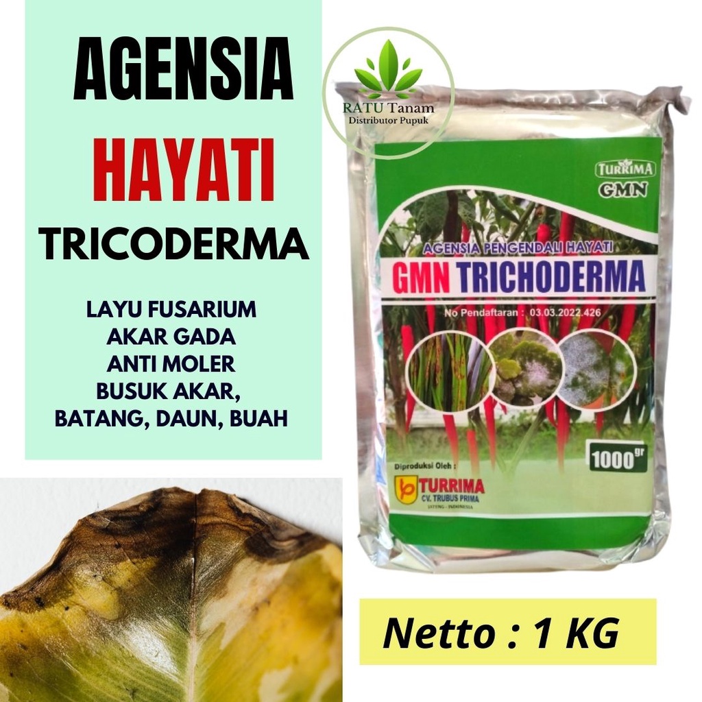 Jual Pupuk GMN Tricoderma untuk mengatasi busuk akar dan buah, Pupuk Hayati Fungsida Hayati ...