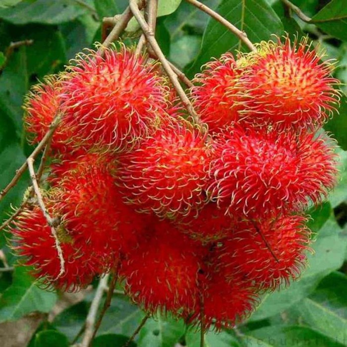 Jual BIBIT RAMBUTAN RAPIAH BATANG BESAR TINGGI 1 METER UP | Shopee ...