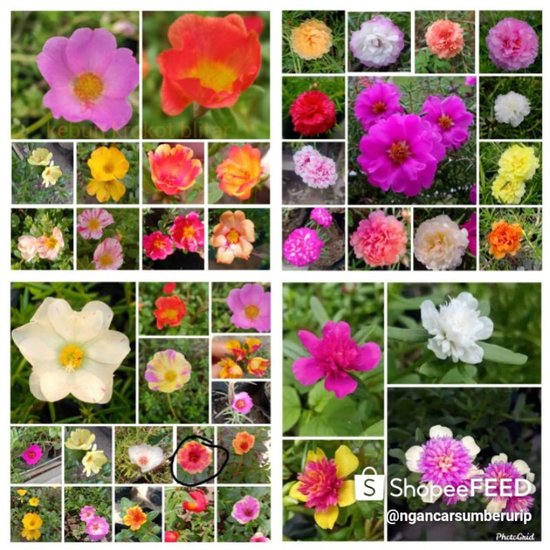 Jual Krokot murah paket 50 warna masing2 4 stek batang | Shopee Indonesia