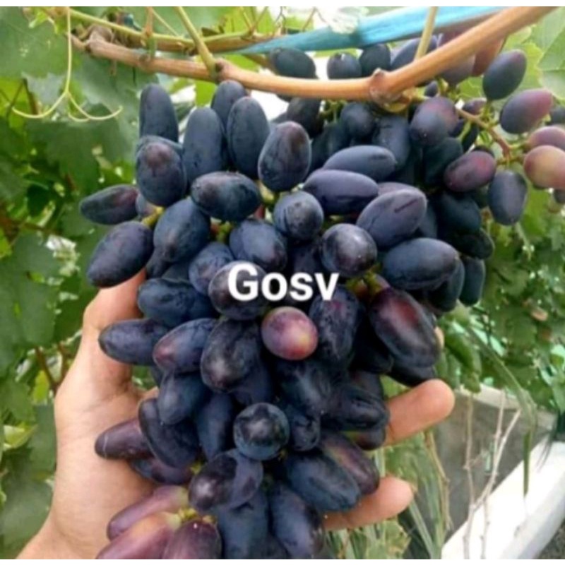 Jual Bibit anggur import jenis GOZV hasil GRAFTING | Shopee Indonesia