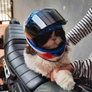 Jual Helm Kucing Anjing Monyet Peliharaan | Mainan Miniatur Mini Helmet ...