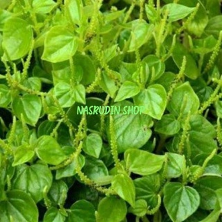 Jual DAUN SURUHAN PERPOHON / KETUMPANG AIR / DAUN SIRIH CINA ...