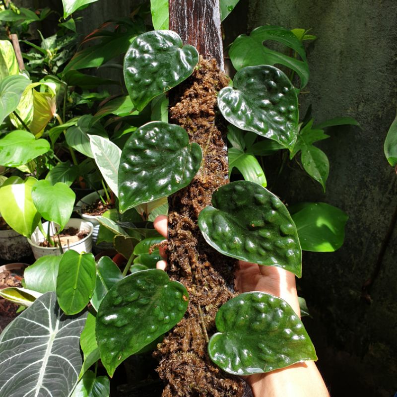 Jual Scindapsus Black Mamba Borneo | Shopee Indonesia