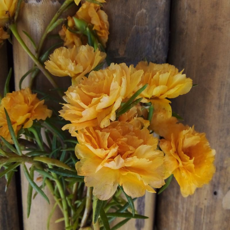 Jual 10 stek mosrose krokot kuning tumpuk | Shopee Indonesia