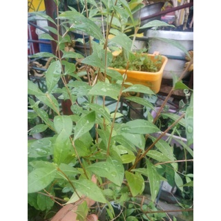 Jual INAI PACAR - DAUN PACAR - POHON PACAR - PERONA KUKU | Shopee Indonesia