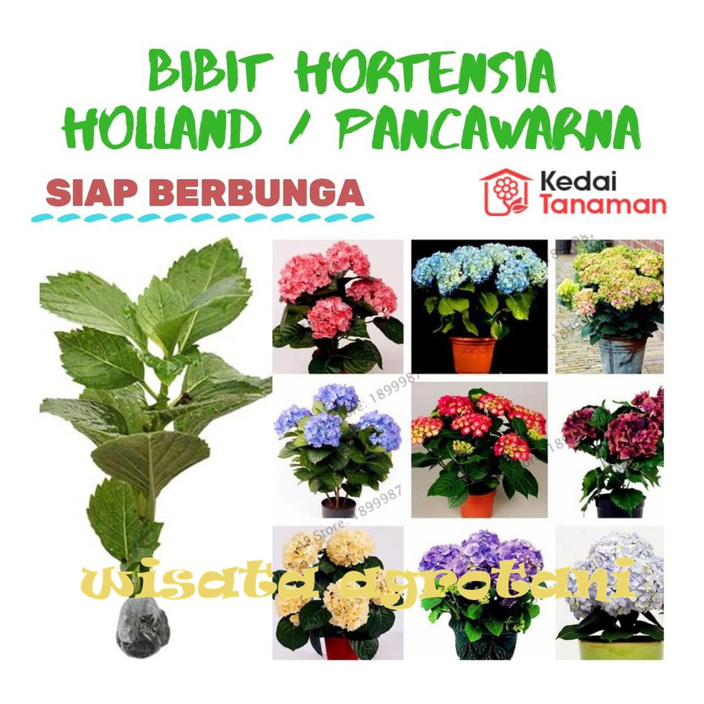 Jual Bibit Tanaman Bunga Pancawarna Hidup Tanaman Bunga Hortensia WISATA AGROTANI | Shopee Indonesia