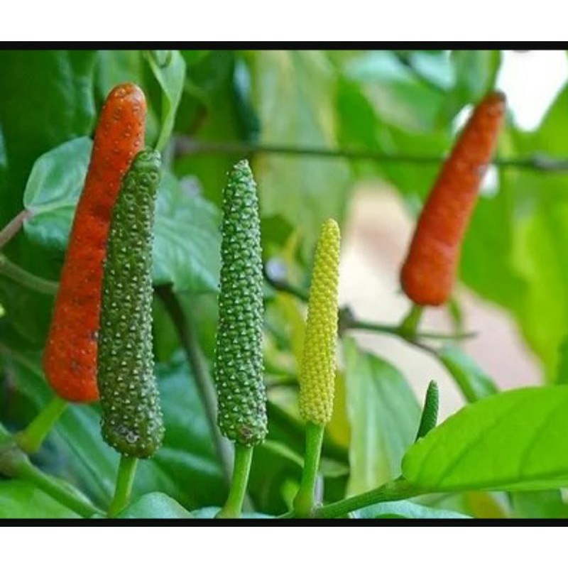 Produk NIKKI BIBIT TANAMAN | Shopee Indonesia