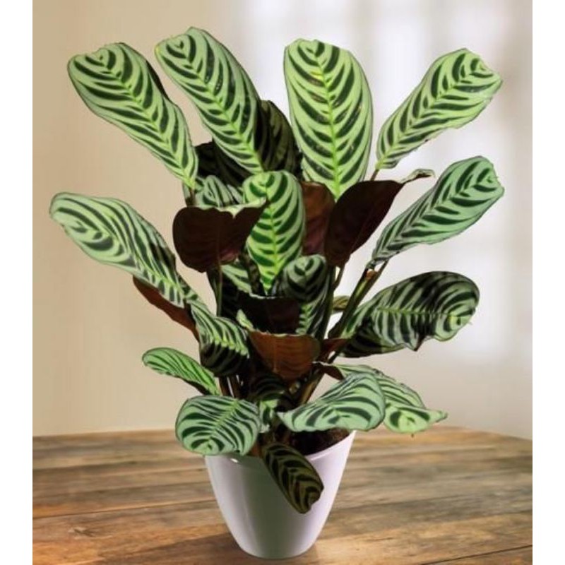 Jual TANAMAN HIAS CALATHEA BURLE MARX/ MARANTA SPAT | Shopee Indonesia