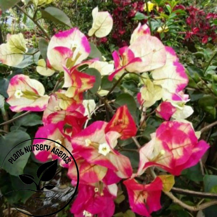 Jual Bibit Tanaman Hias Bunga Bougenville Kembang Kertas Citra India