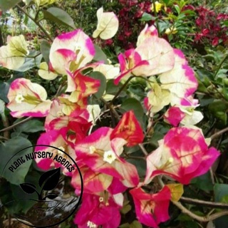 Jual Bibit Tanaman Hias Bunga Bougenville Kembang Kertas Citra India