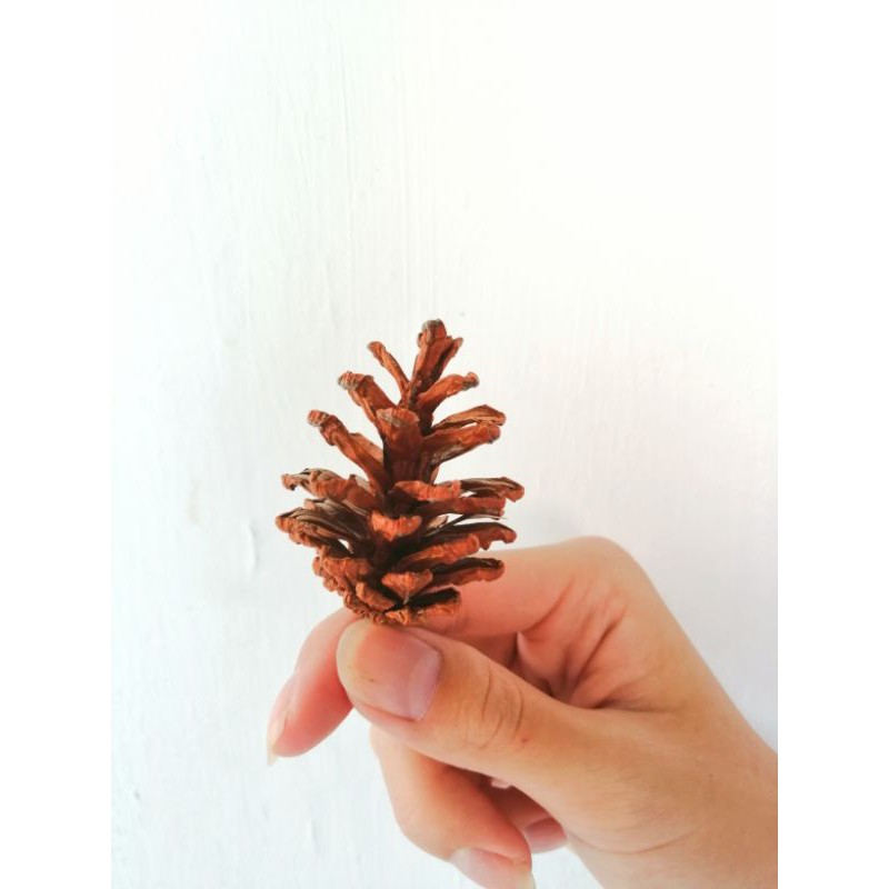 Jual Biji Pinus | Shopee Indonesia