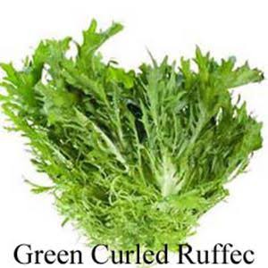 Jual 25 benih biji endive curled ruffec / GREEN CURLED RUFFEC ENDIVE ...
