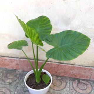Jual tanaman sente / tanaman bira /alocasia bira Indonesia|Shopee Indonesia