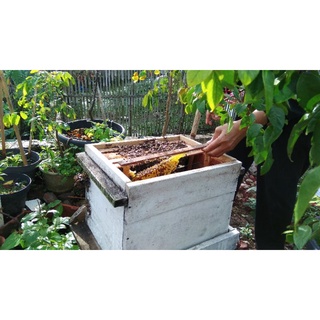 Jual stup atau kandang lebah madu lokal | Shopee Indonesia