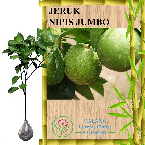 Jual Tanaman Jeruk Nipis Jumbo (Tinggi 40-60 cm) | Shopee Indonesia Jual Tanaman Jeruk Nipis Jumbo (Tinggi 40-60 cm) | Shopee Indonesia