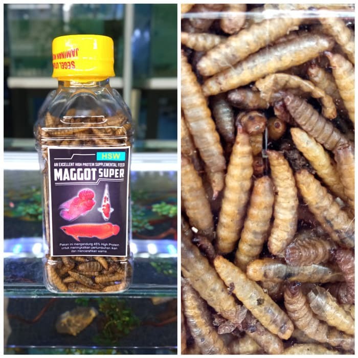Jual Maggot Super Ulat Kering Pakan Ikan Arwana Louhan Channa Predator | Shopee Indonesia