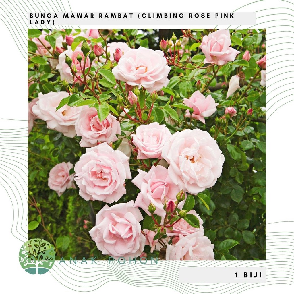 Jual Benih Bibit Biji - Mawar Rambat Pink Lady Climbing Rose Flower ...