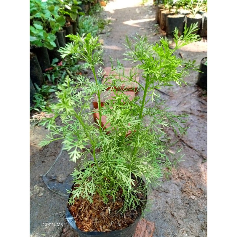 Jual tanaman adas adas pagar tanaman dill | Shopee Indonesia