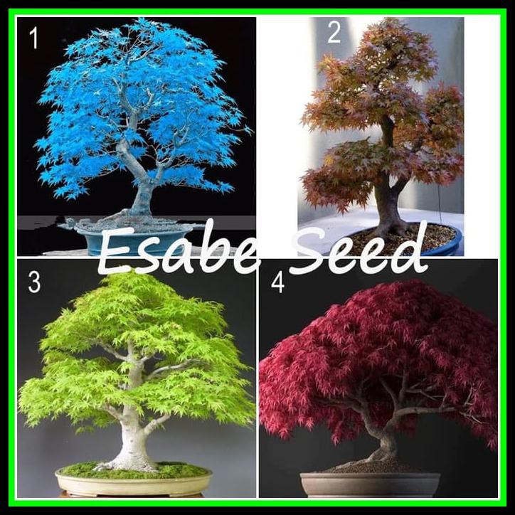 Jual Paket Benih Biji Bibit Bonsai Maple 4 Jenis Maple | Shopee Indonesia