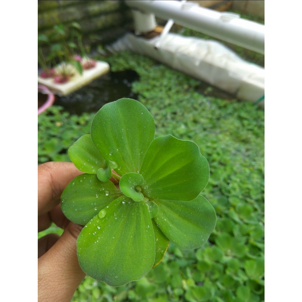 Jual Tanaman Air Apung Apu-Apu Taneman Aquascape Untuk Aquarium Dan ...