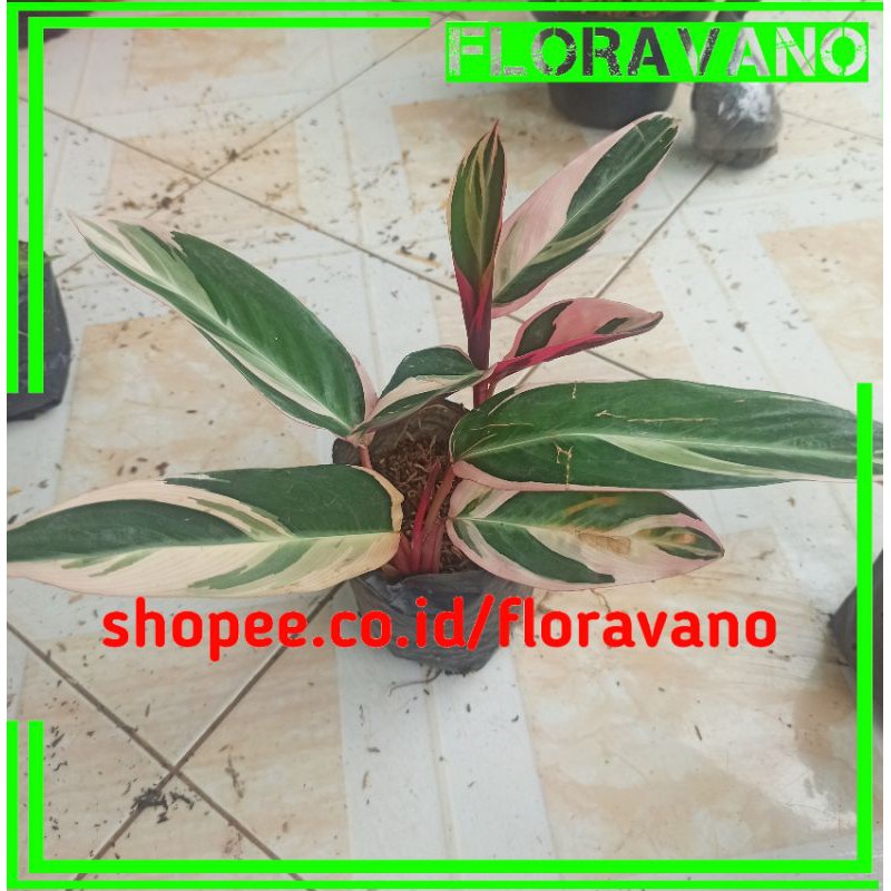 Jual tanaman hias meranti bali / calathea tricolor | Shopee Indonesia