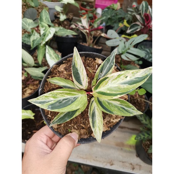Jual Tanaman hias calathea stromanthe horticolor / calathea stromanthe ...